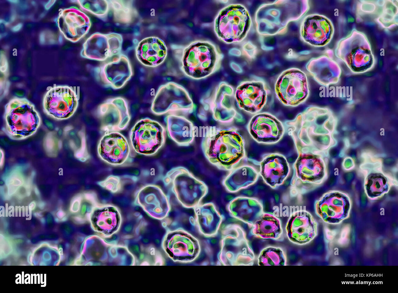 Morbillivirus hi-res stock photography and images - Alamy