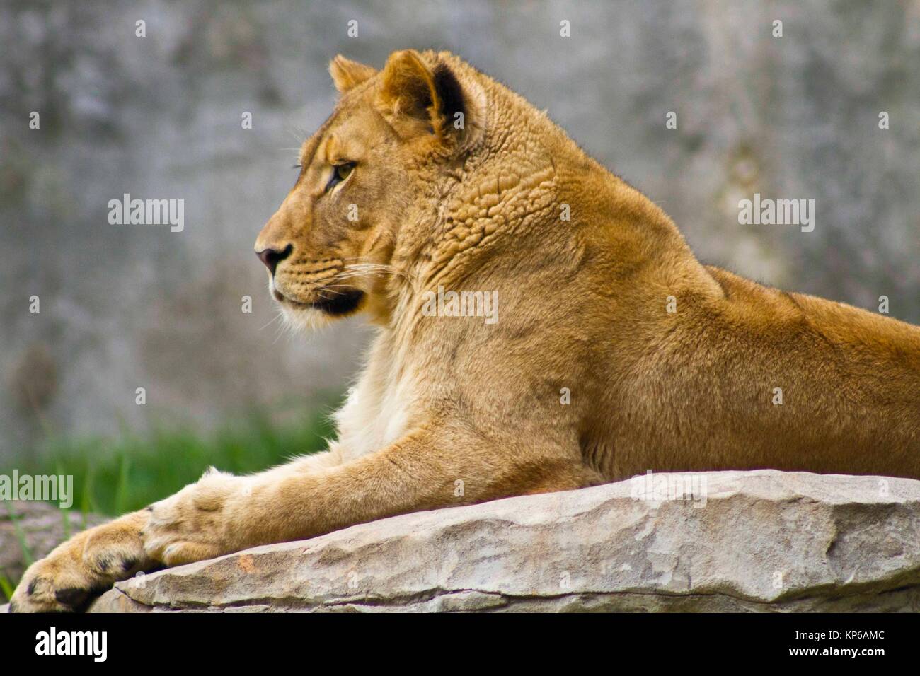 Lion in Zoo. North Carolina, USA Stock Photo - Alamy