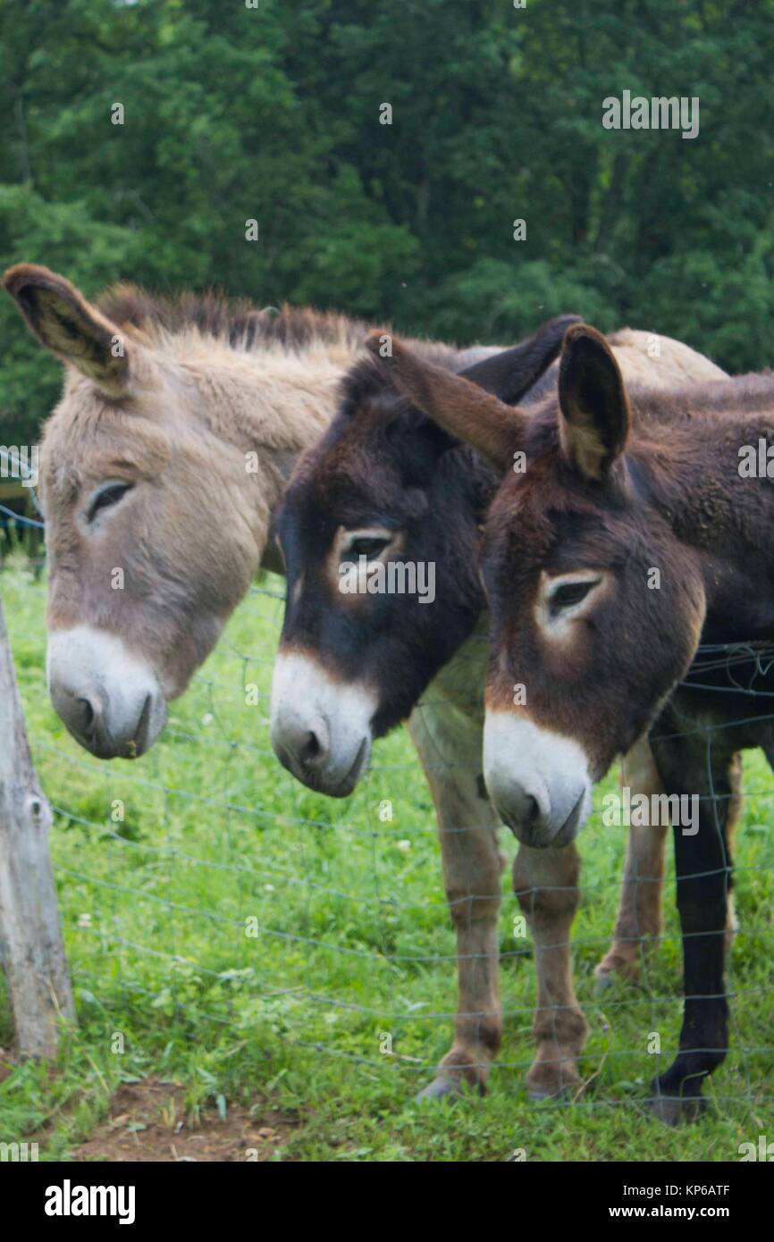 Close up donkeys eye High Resolution Stock Photography and Images - Alamy