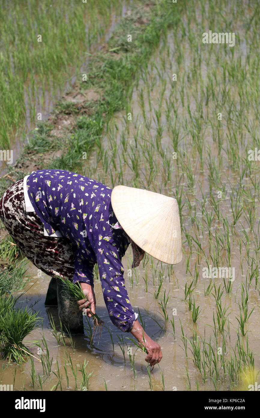 Vietnamese farmer working in her rice field. Transplanting young rice ...