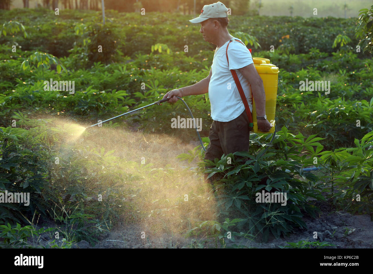 Cassava farming vietnam hi-res stock photography and images - Alamy