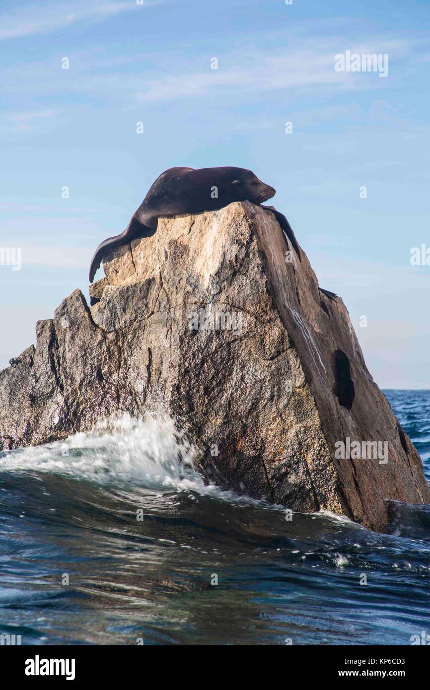 Seal rock map hi-res stock photography and images - Alamy