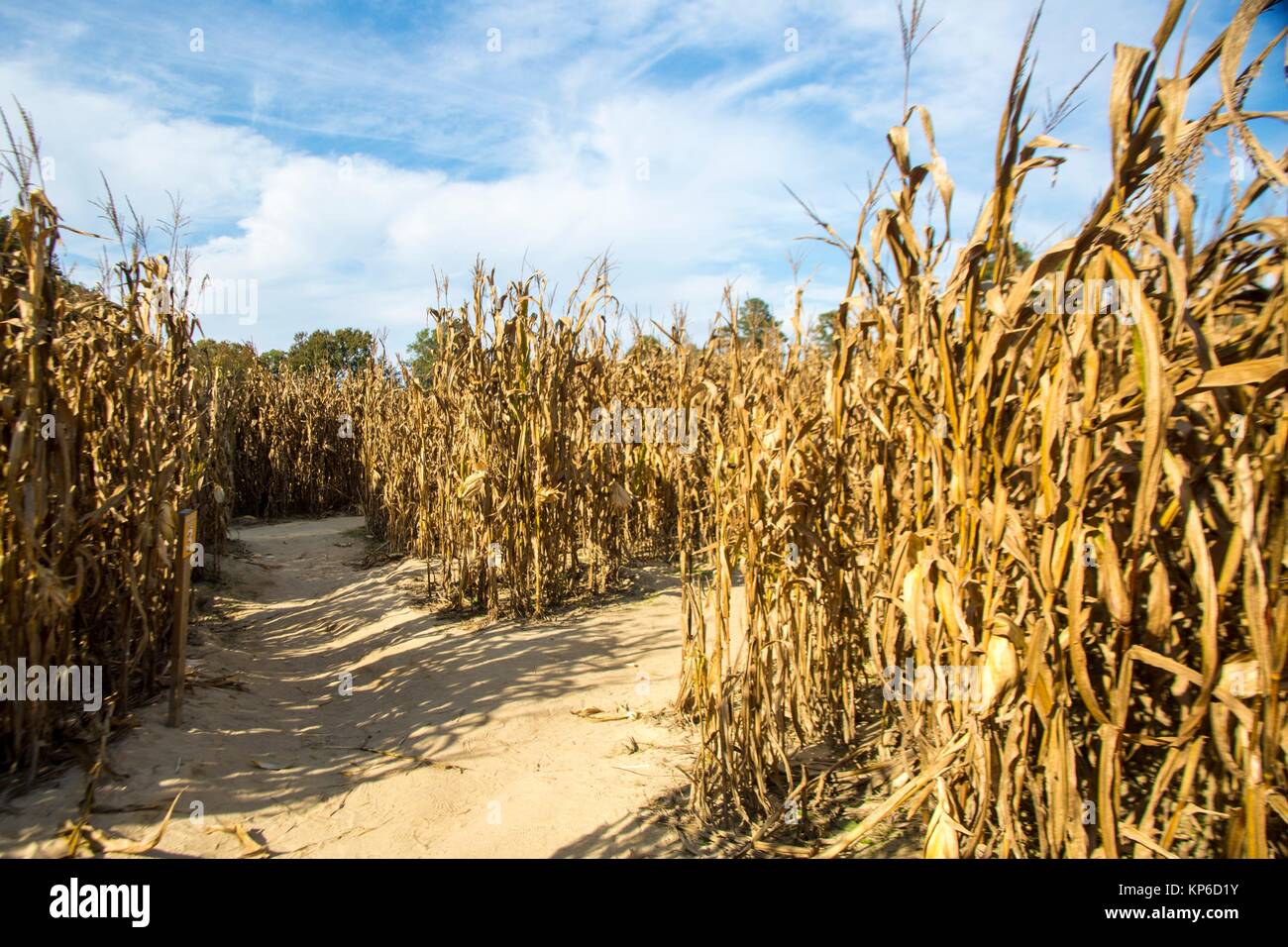 Halloween scarecrow in corn field hi-res stock photography and images ...