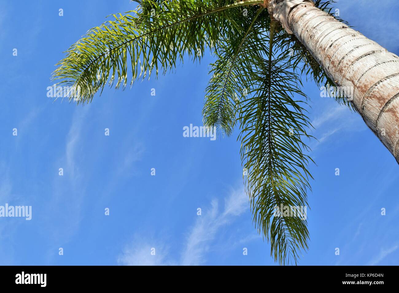 Palm Tree with Blue Sky in Riverside, California Stock Photo - Alamy