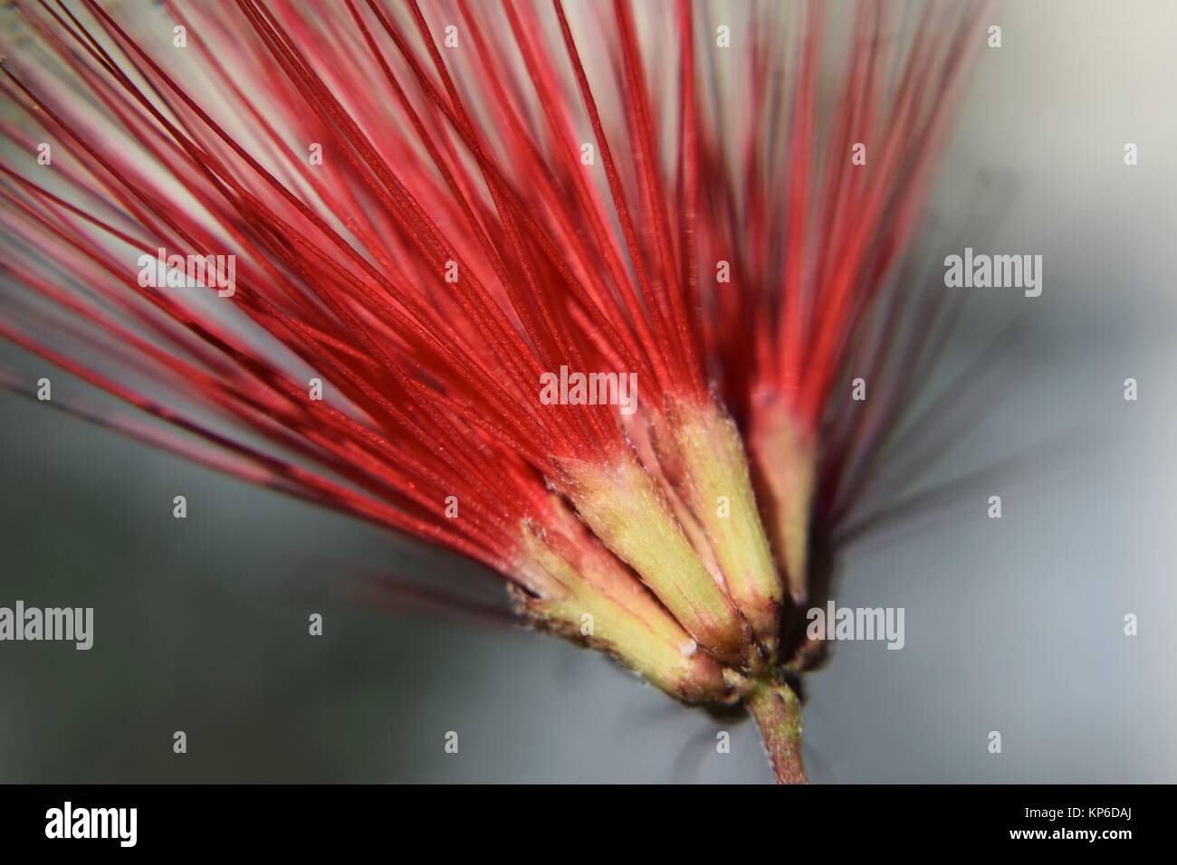 Close Up of Spiky Red Flower Stock Photo - Alamy