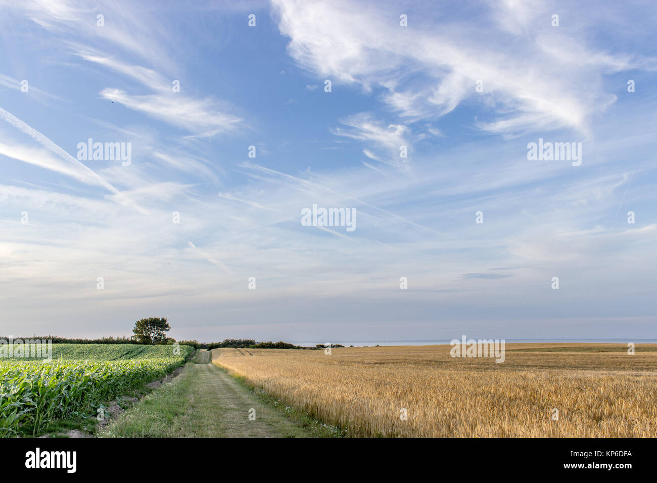 landscape with fields of grain Stock Photo - Alamy