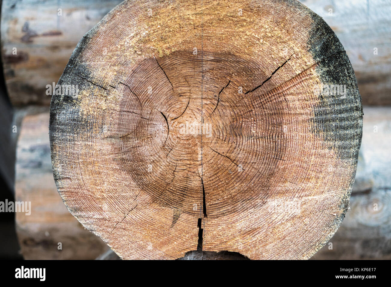 Wood texture of cut tree Stock Photo - Alamy