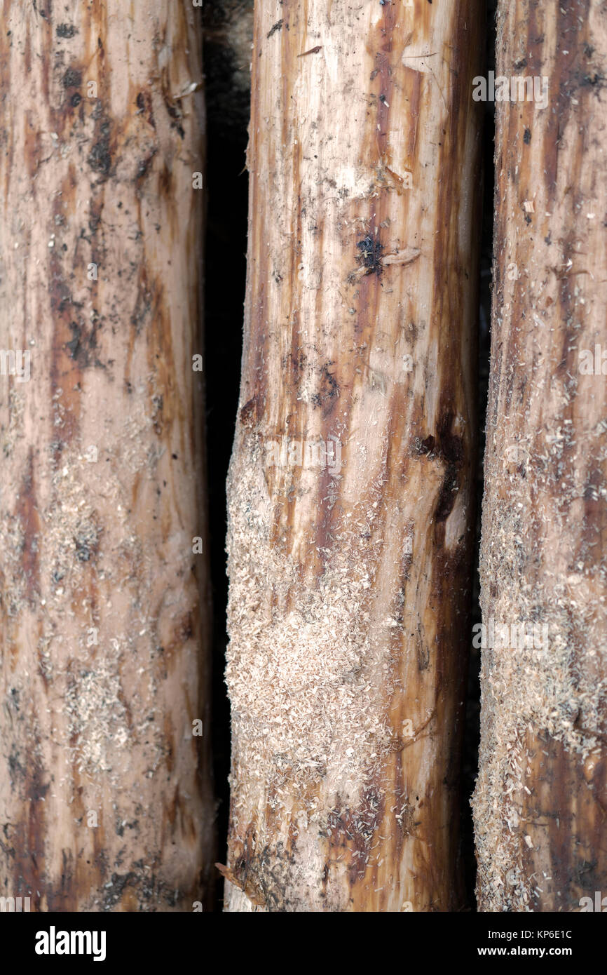 Wooden decks for building a house Stock Photo - Alamy