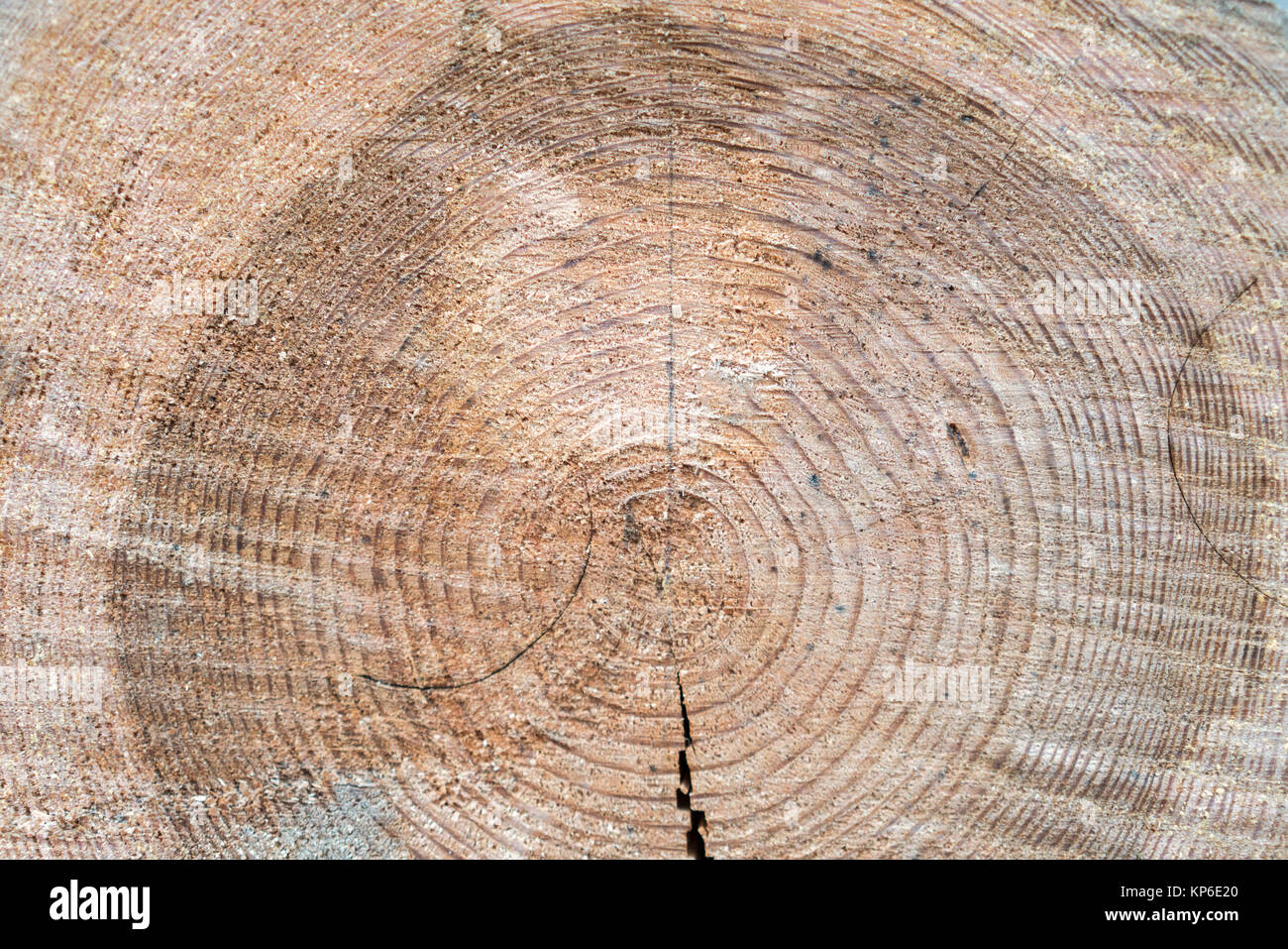 The structure of the tree on the cross-section Stock Photo - Alamy