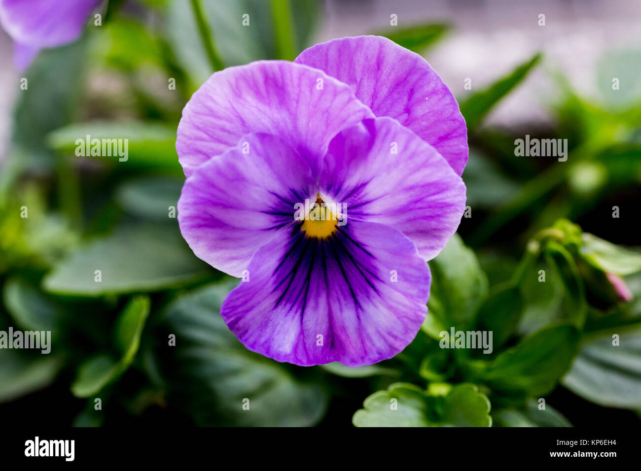 A purple viola blooms along the road in a Japanese garden Stock Photo ...