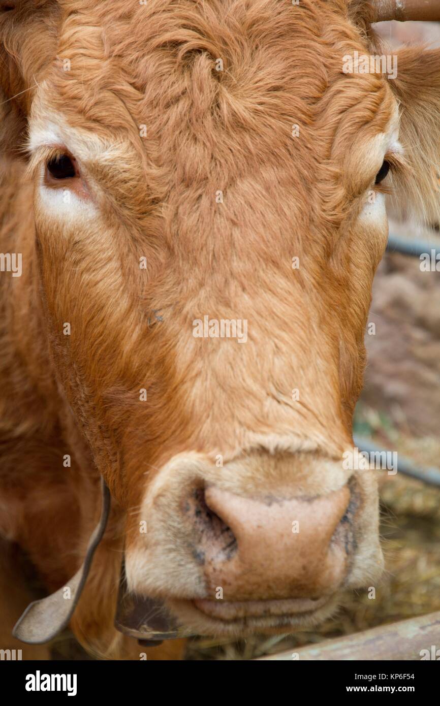 Beef cattle hoof cut hi-res stock photography and images - Alamy