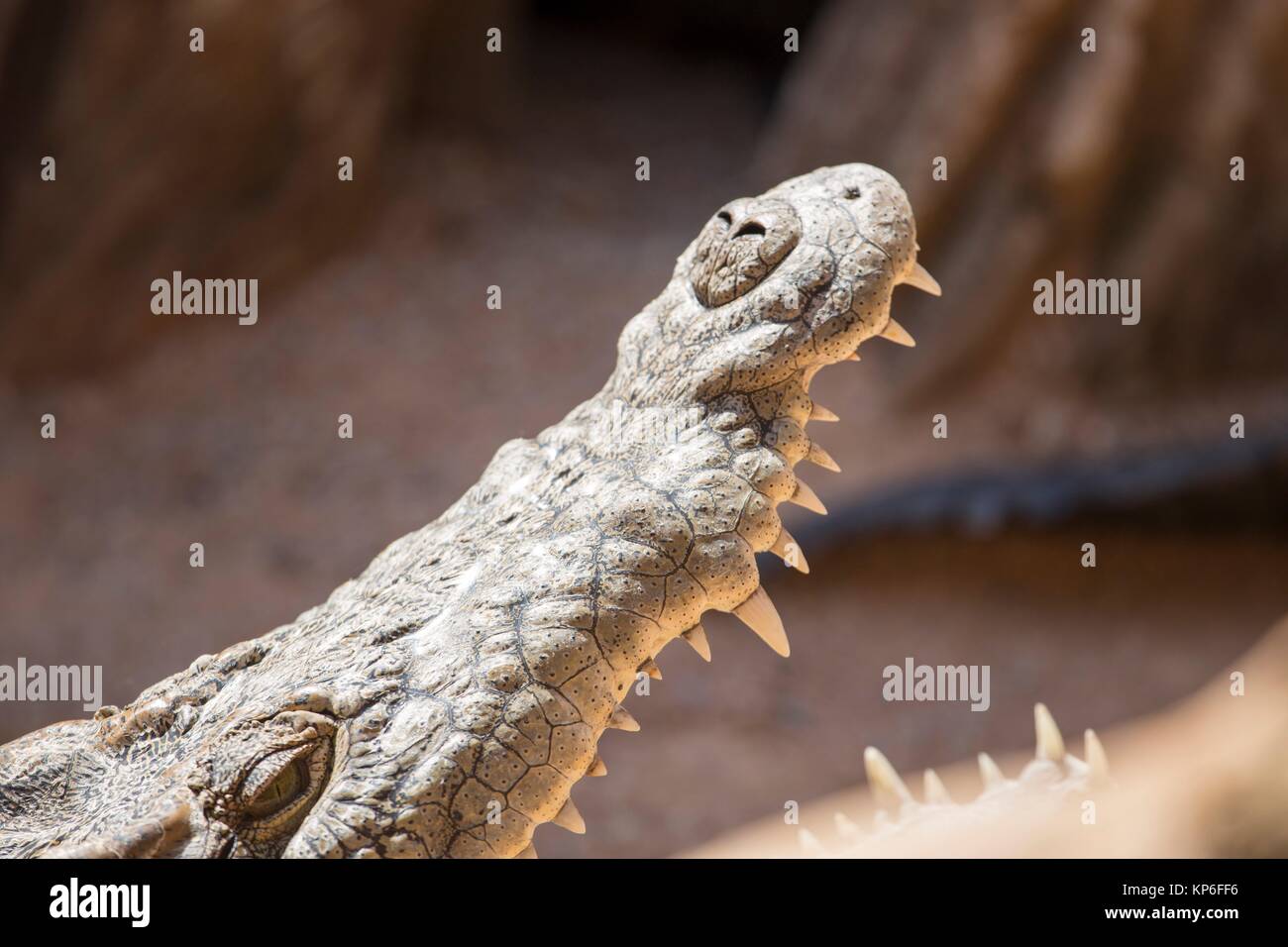 Nile cocodrile hi-res stock photography and images - Alamy