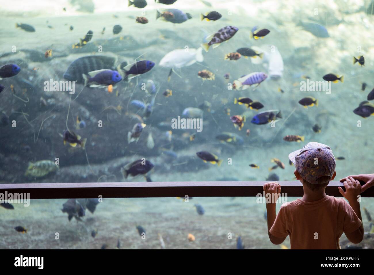 View Through Fish Tank High Resolution Stock Photography and Images - Alamy