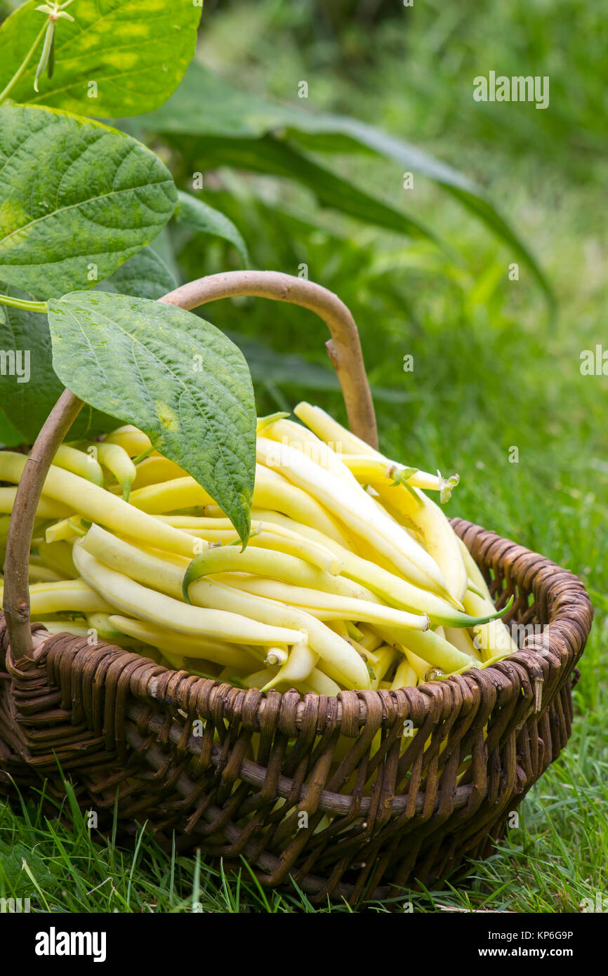 fresh yellow beans picked and put in a wicker basket Stock Photo - Alamy
