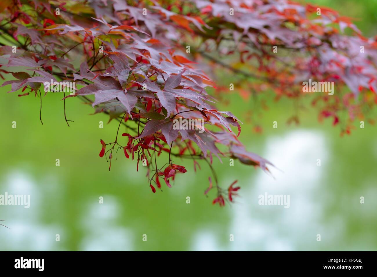 Backdrop atmosphere maple hi-res stock photography and images - Alamy