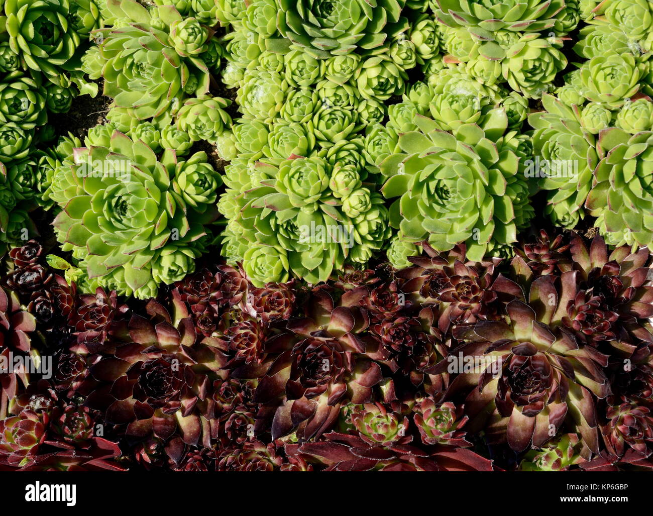 Rtnerei hi-res stock photography and images - Alamy