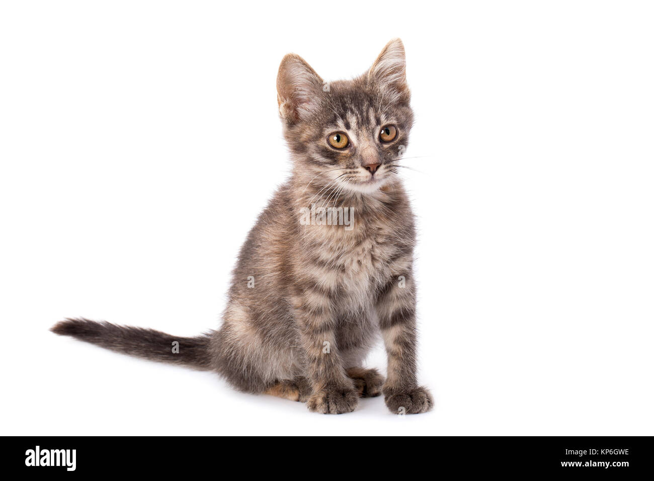Young grey kitten Stock Photo - Alamy