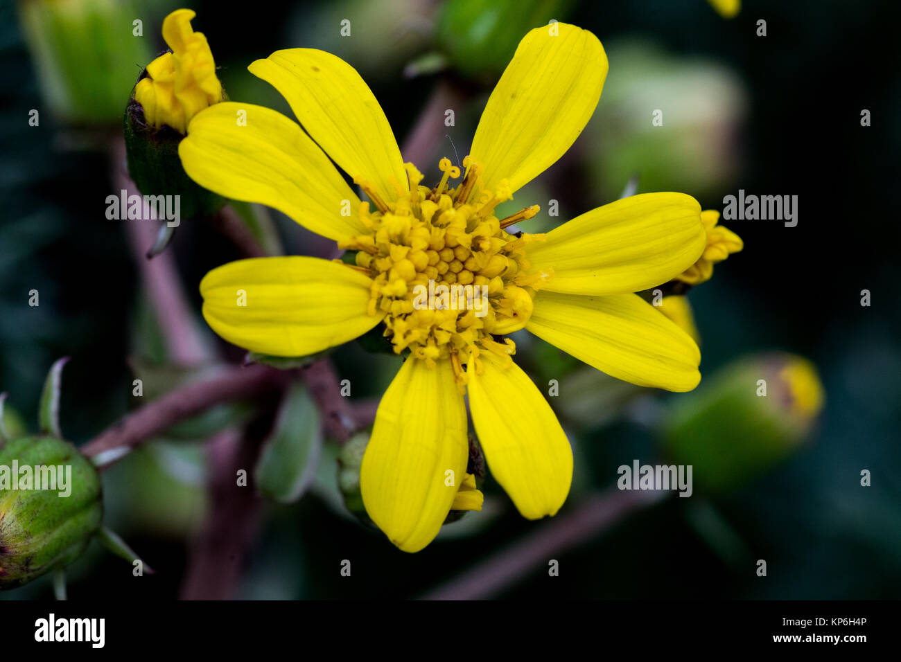 Yellow daisy in a park in Yokohama, Japan. This flower has seen better ...