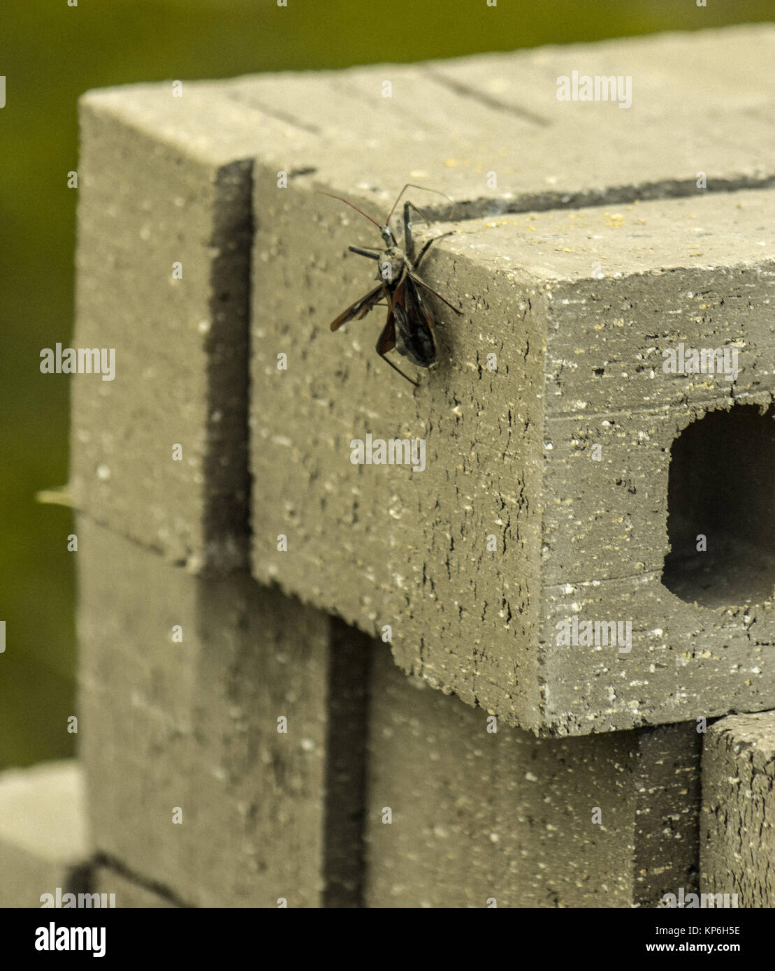 Multiple resistant hi-res stock photography and images - Alamy