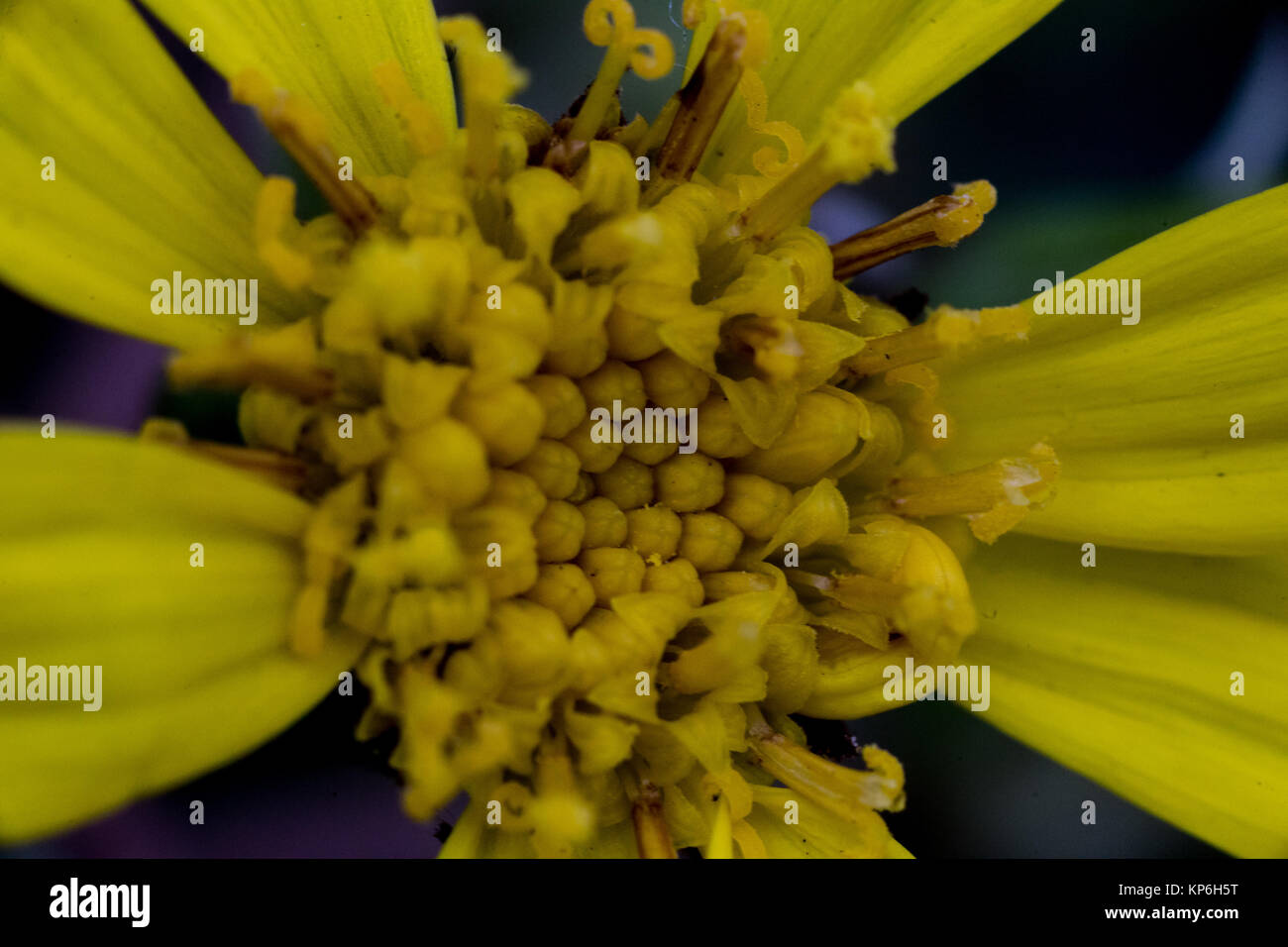 The center of a Yellow daisey in a park in Yokohama, Japan. This flower ...