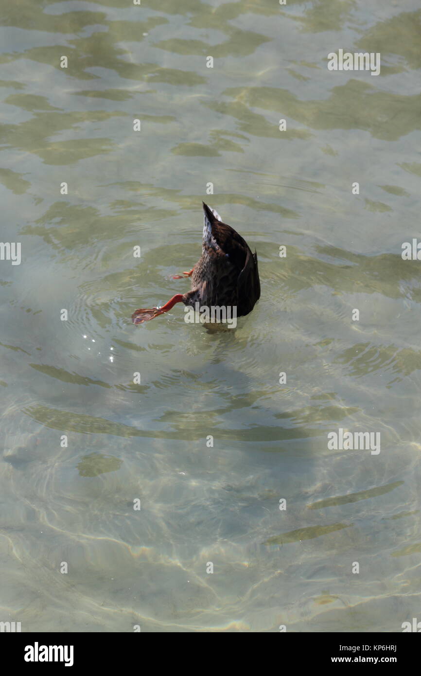 duck searching for food Stock Photo - Alamy