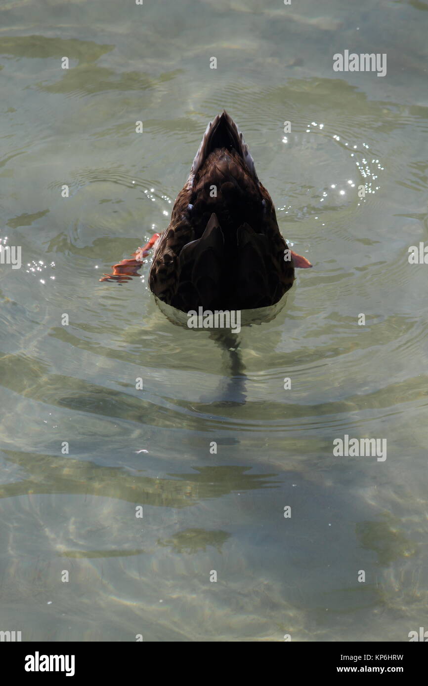 duck searching for food Stock Photo - Alamy