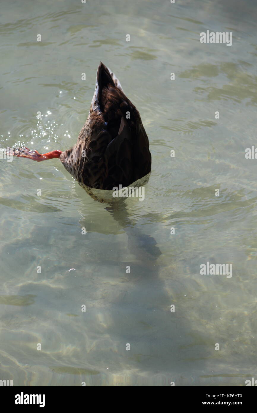 duck searching for food Stock Photo - Alamy