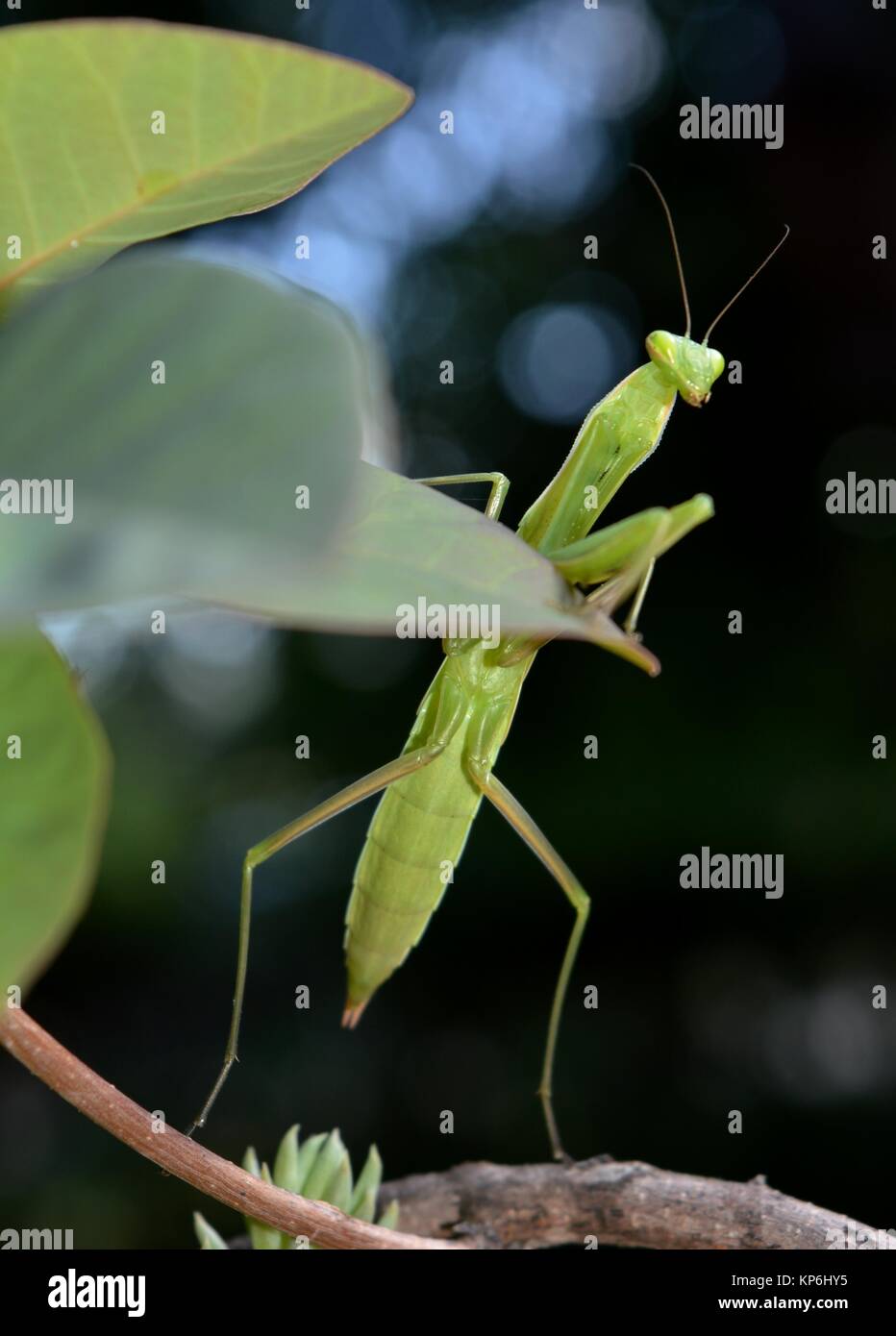 Green praying mantis on his feet Stock Photo - Alamy