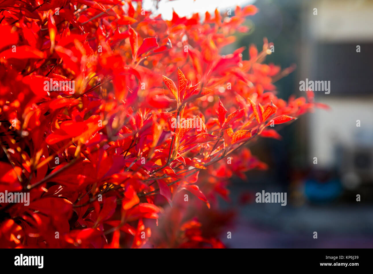 The red, fall colors of a border shrub around a garden in Yamato, Japan ...