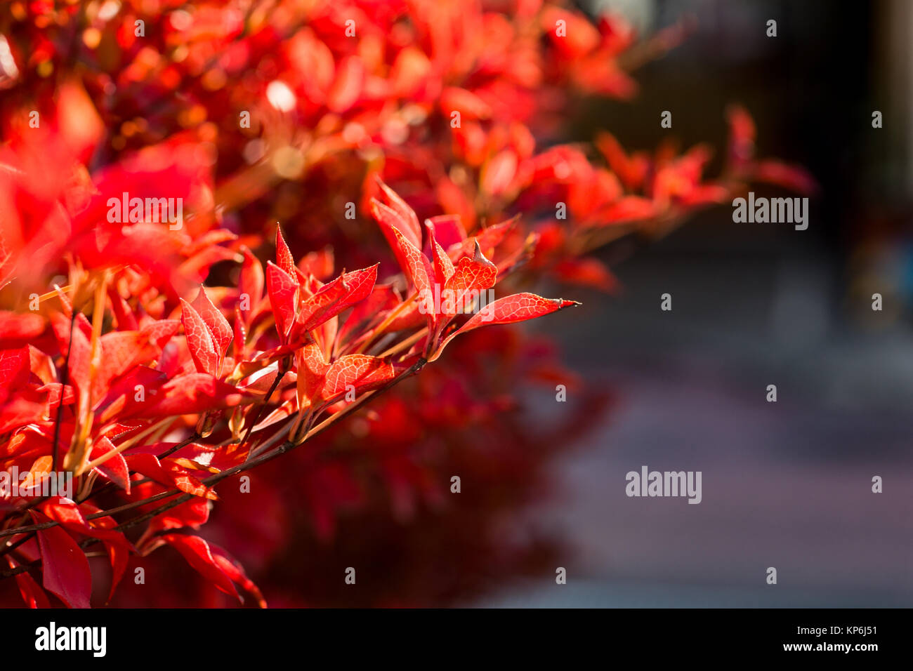 The red, fall colors of a border shrub around a garden in Yamato, Japan ...