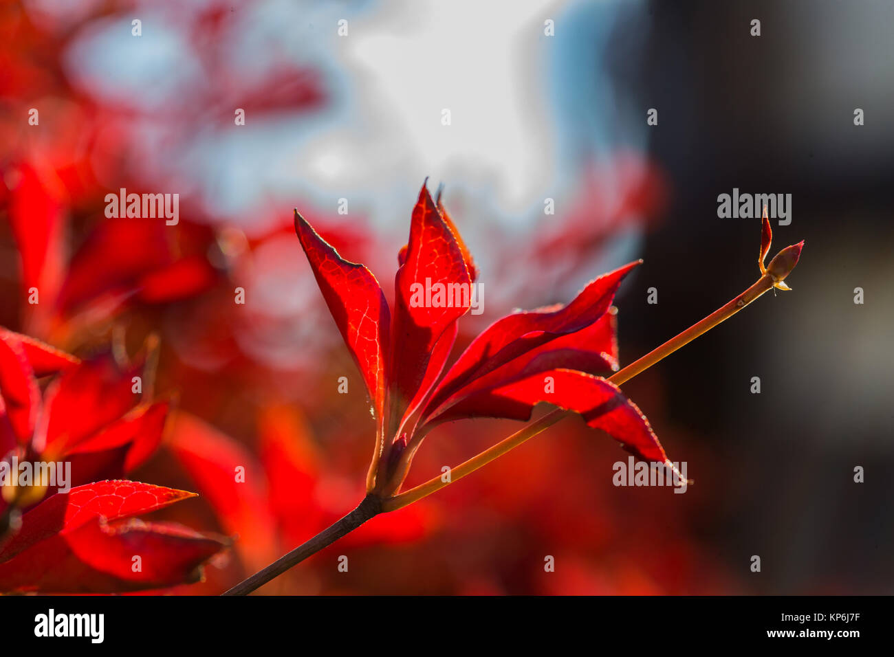 A macro shot of the red, fall colors of a border shrub around a garden ...