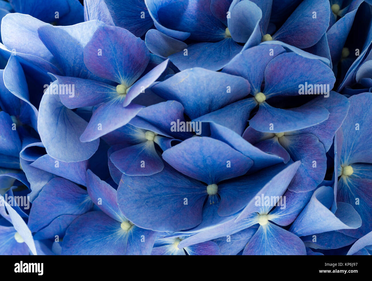 Hydrangea close up Stock Photo - Alamy