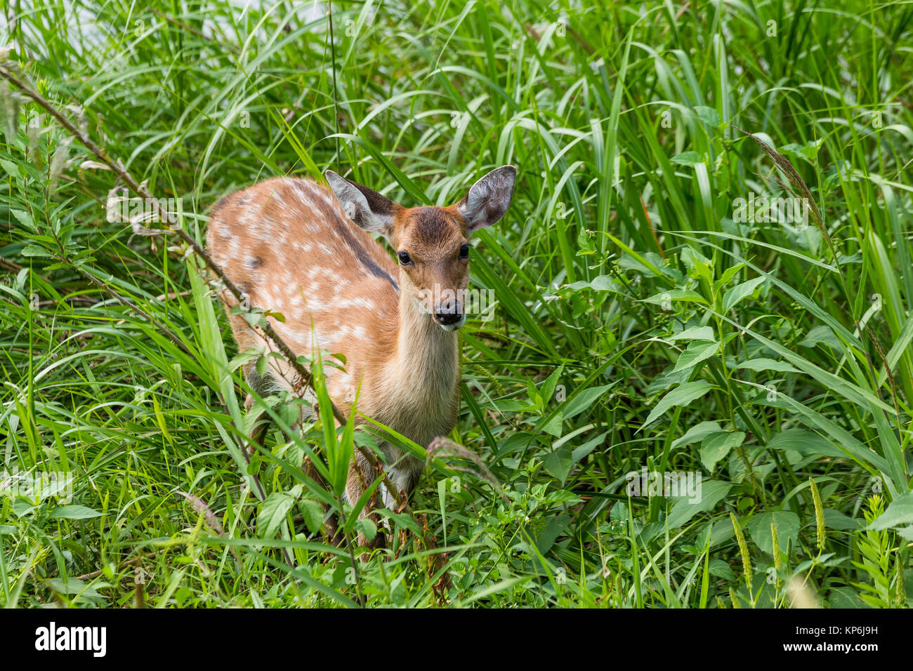Sika deer male velvet hi-res stock photography and images - Alamy