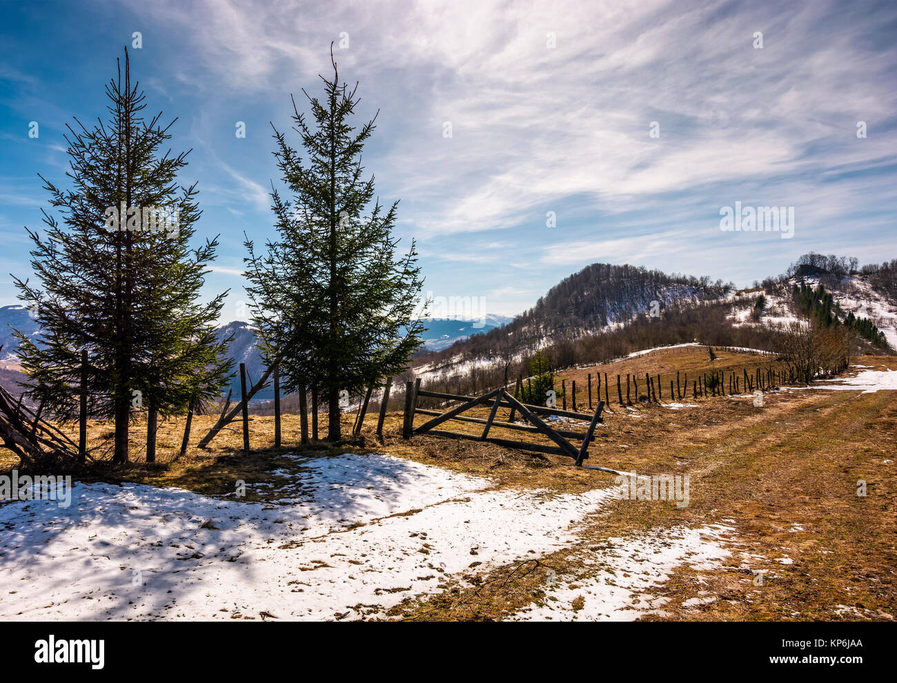 spruce trees near the fence on hillside with weathered grass and snow ...