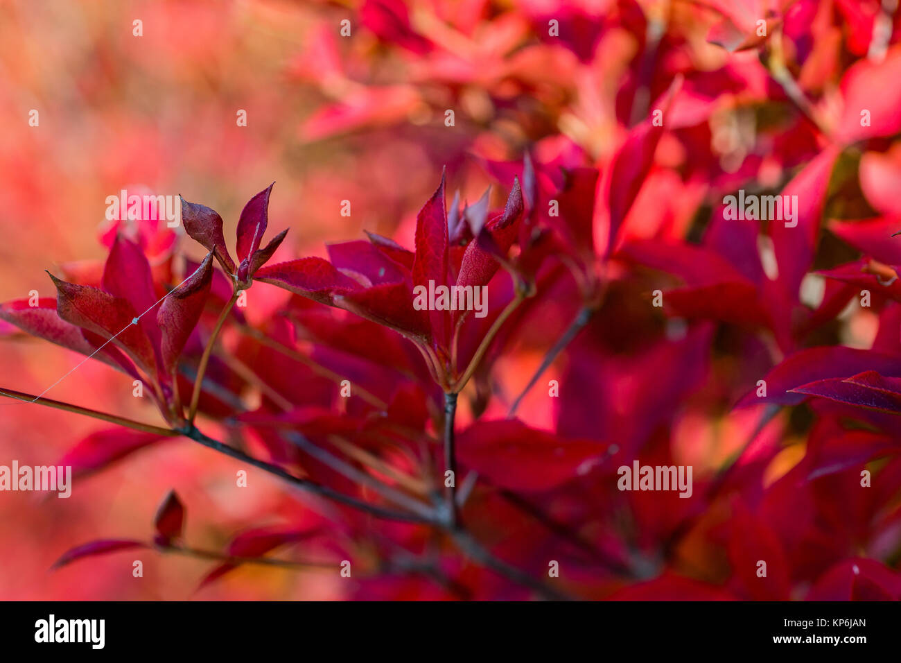 A macro shot of the red, fall colors of a border shrub around a garden ...