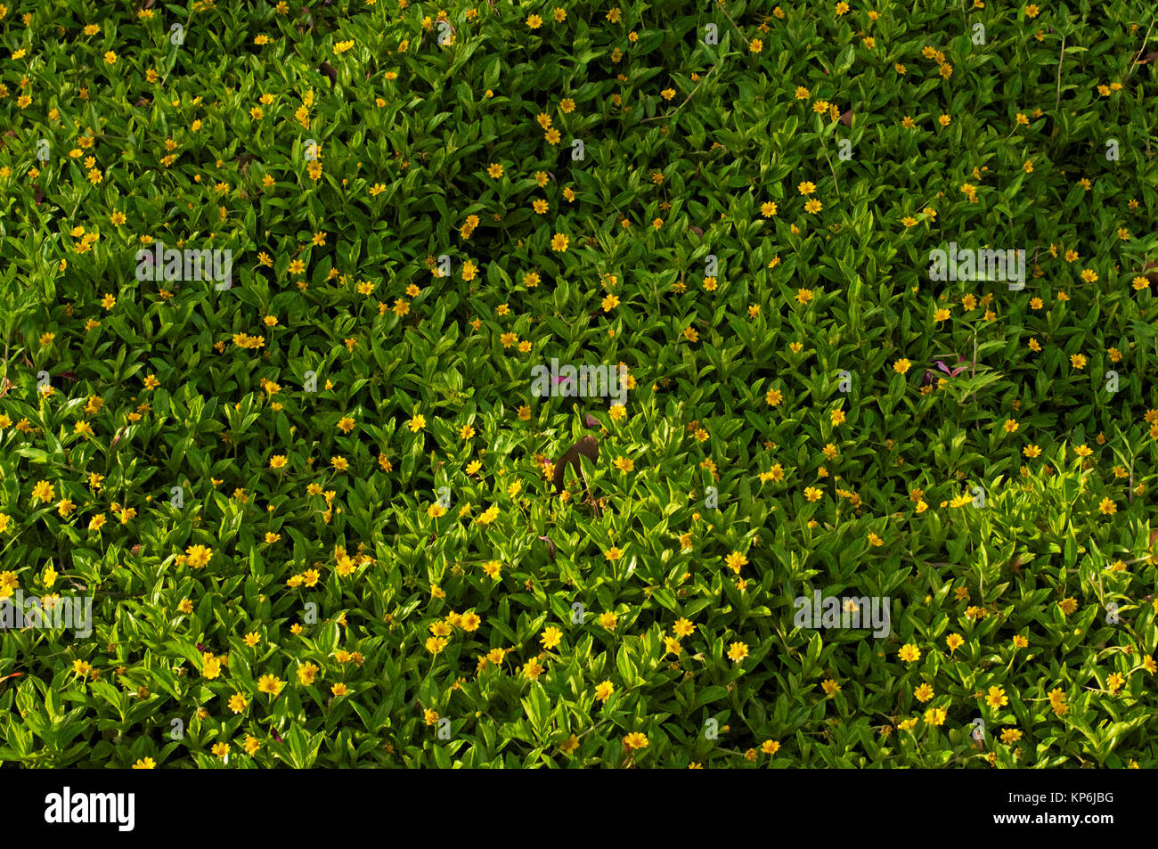 field of yellow flowers Stock Photo - Alamy