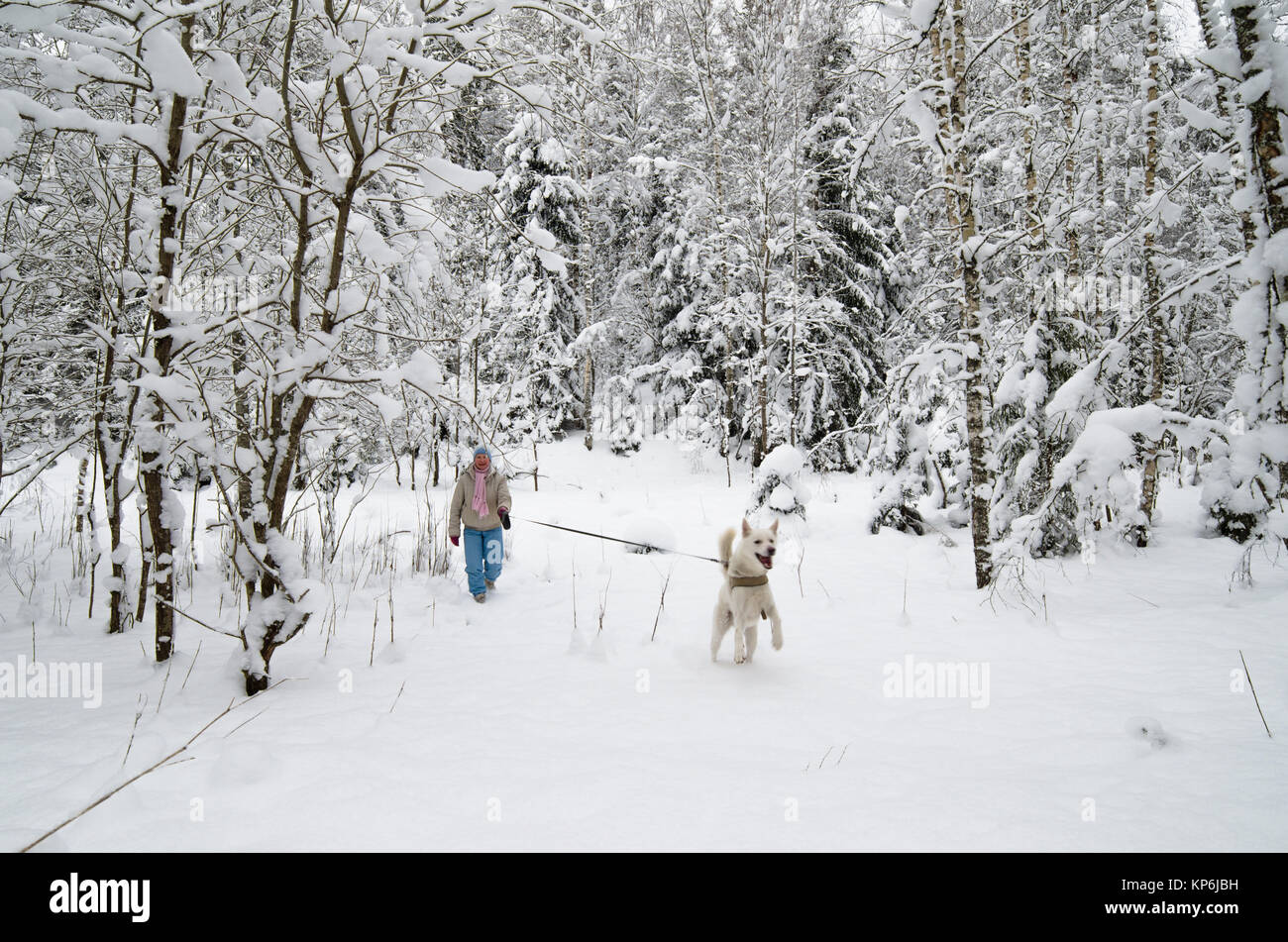 The woman with a dog on walk in a winter wood Stock Photo - Alamy