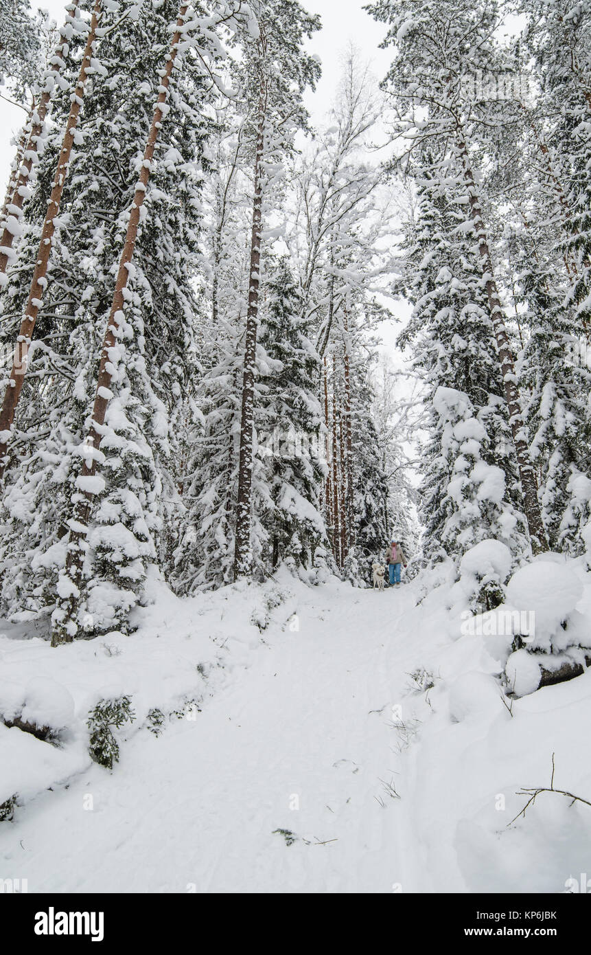 The woman with a dog on walk in a winter wood Stock Photo - Alamy