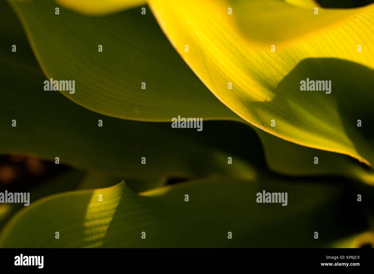 large leaf background Stock Photo - Alamy