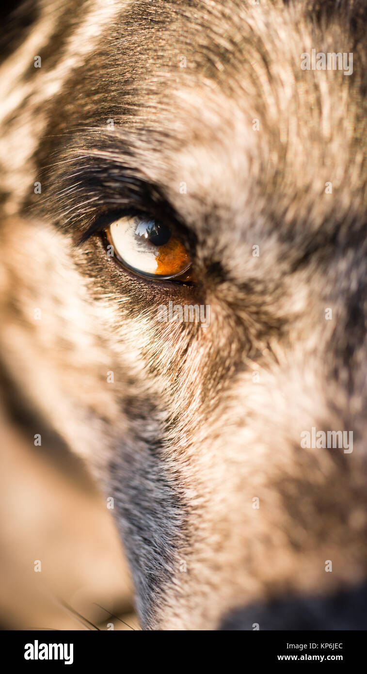 What Color Is A Wolf's Eyes