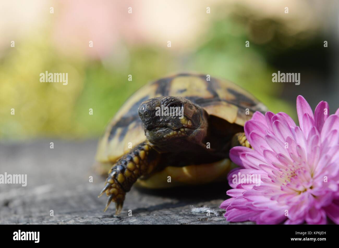 Little turtle flower hi-res stock photography and images - Alamy