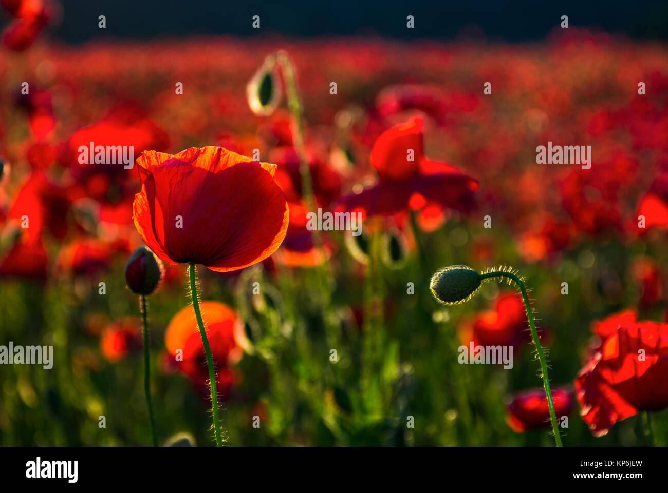 poppy flowers close up in the field. beautiful summer background Stock ...