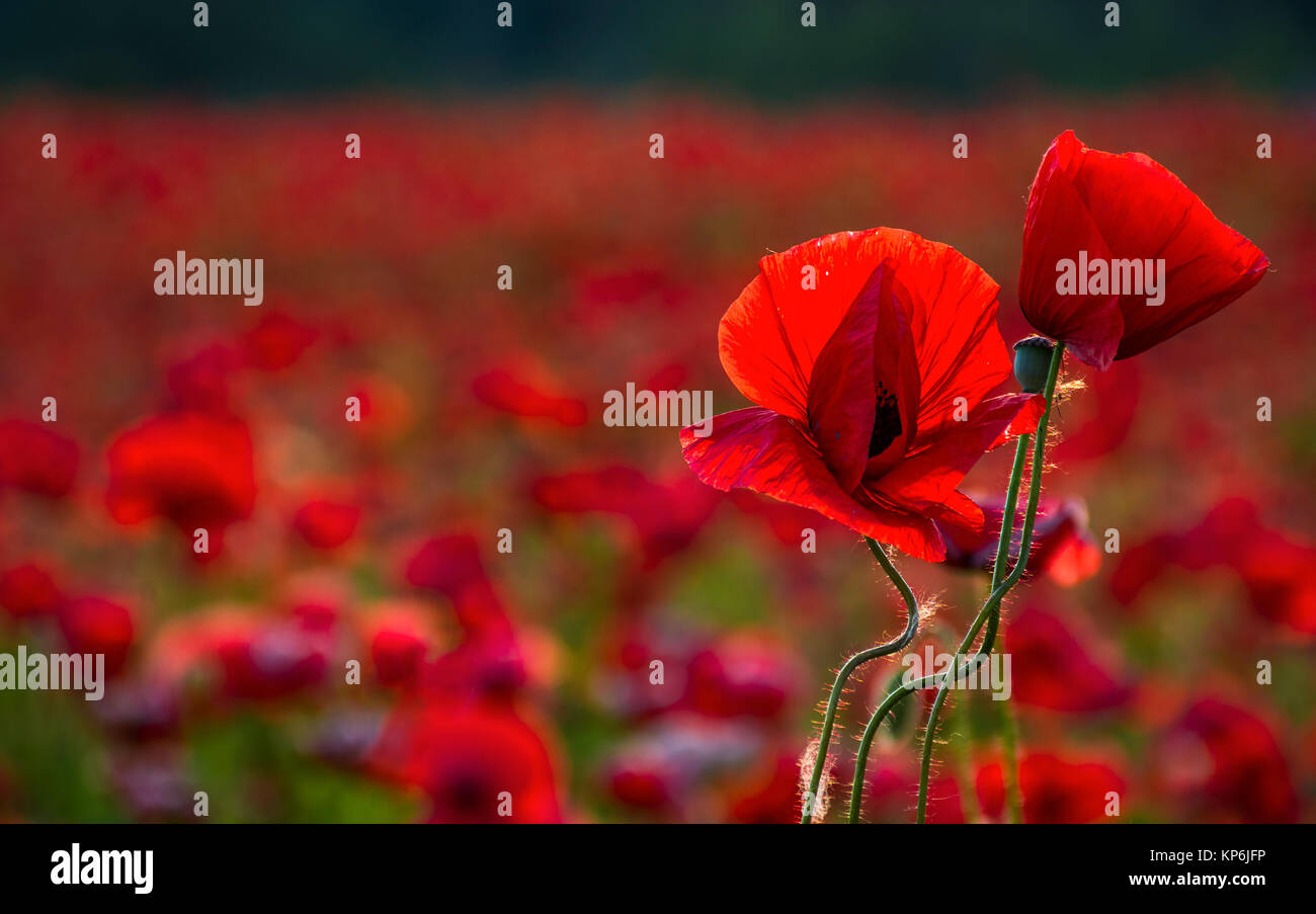 poppy flowers close up in the field. beautiful summer background Stock ...