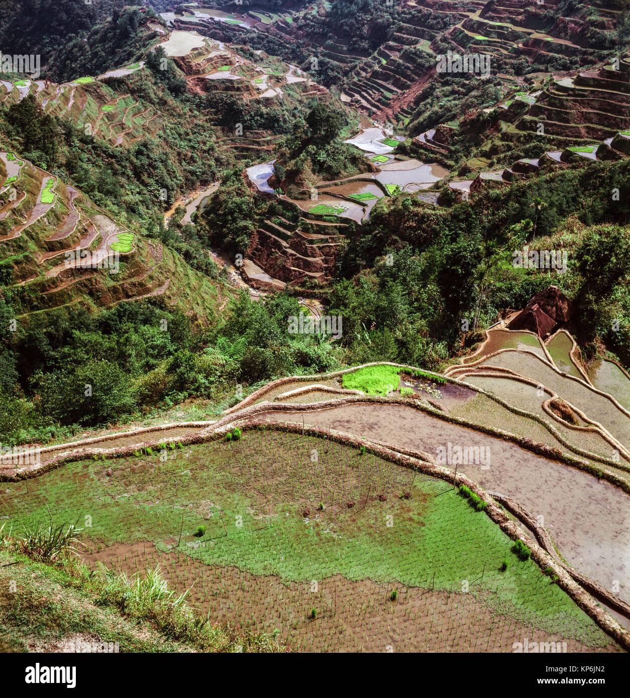 Ifugao culture hi-res stock photography and images - Alamy