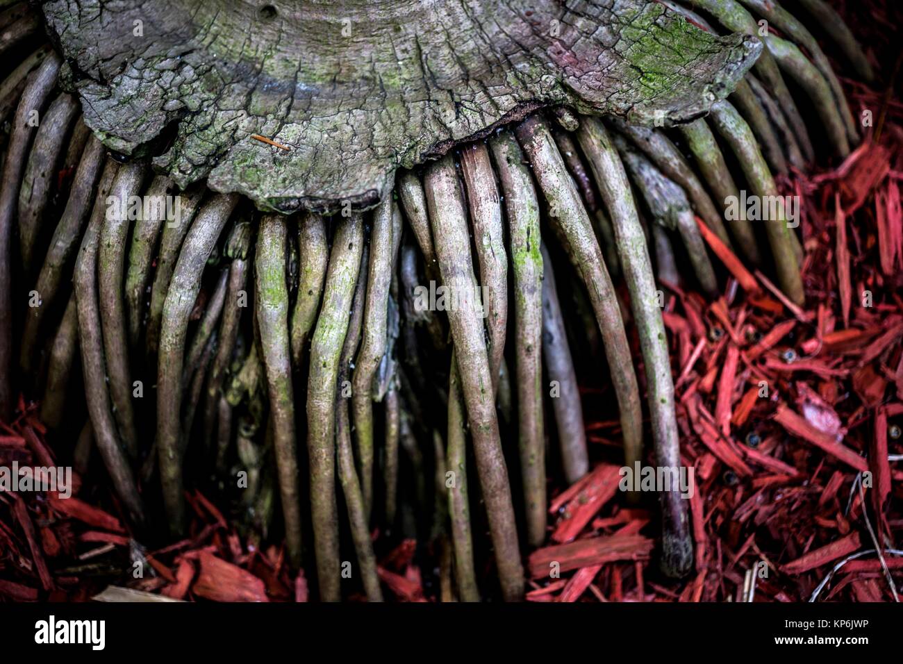 Solitaire Palm High Resolution Stock Photography and Images - Alamy