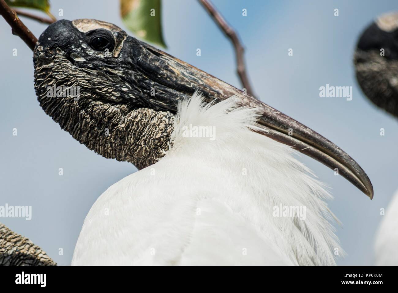 Wood Stork Florida High Resolution Stock Photography and Images - Alamy