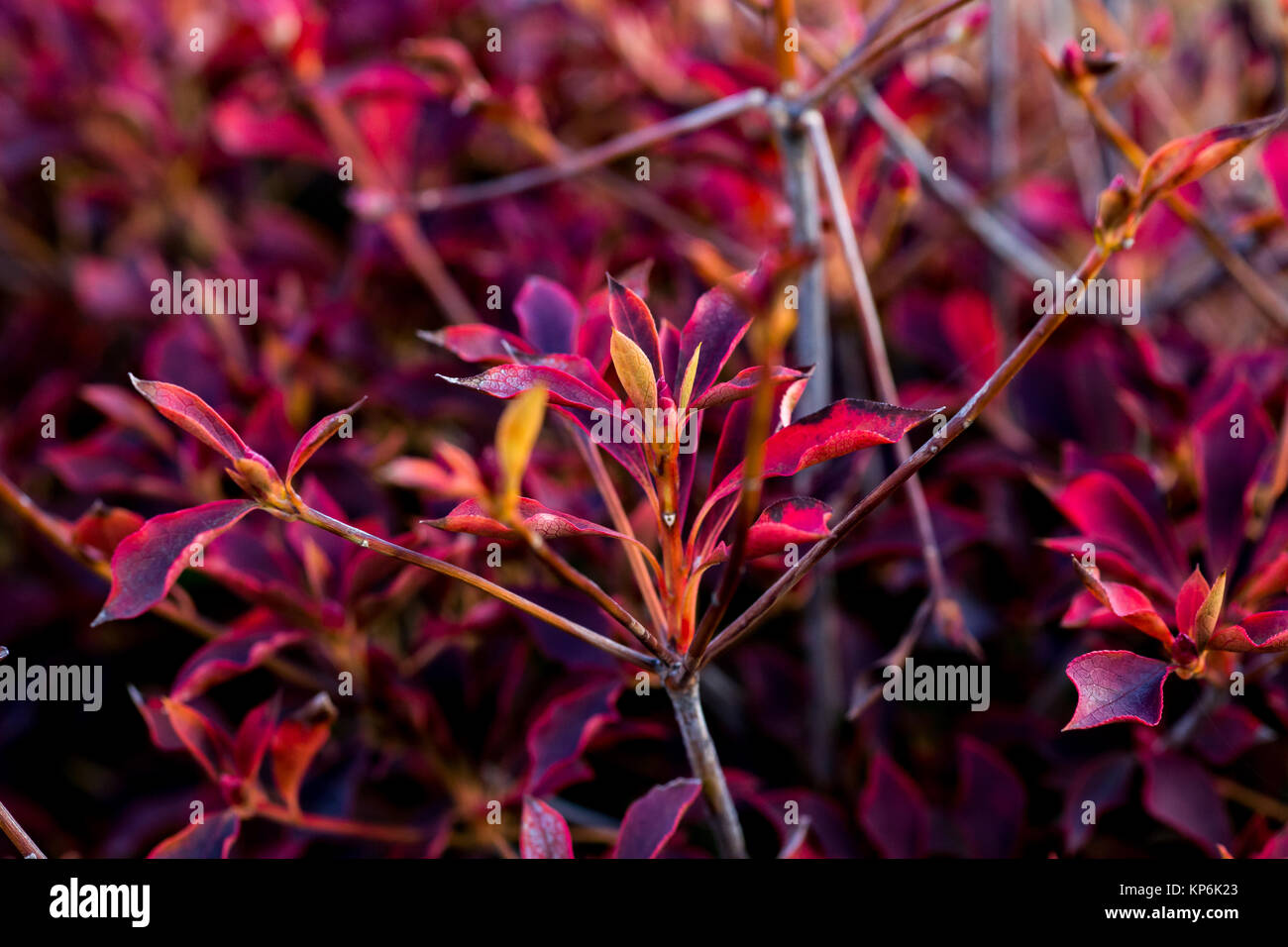 The red, fall colors of a border shrub around a garden in Yamato, Japan ...