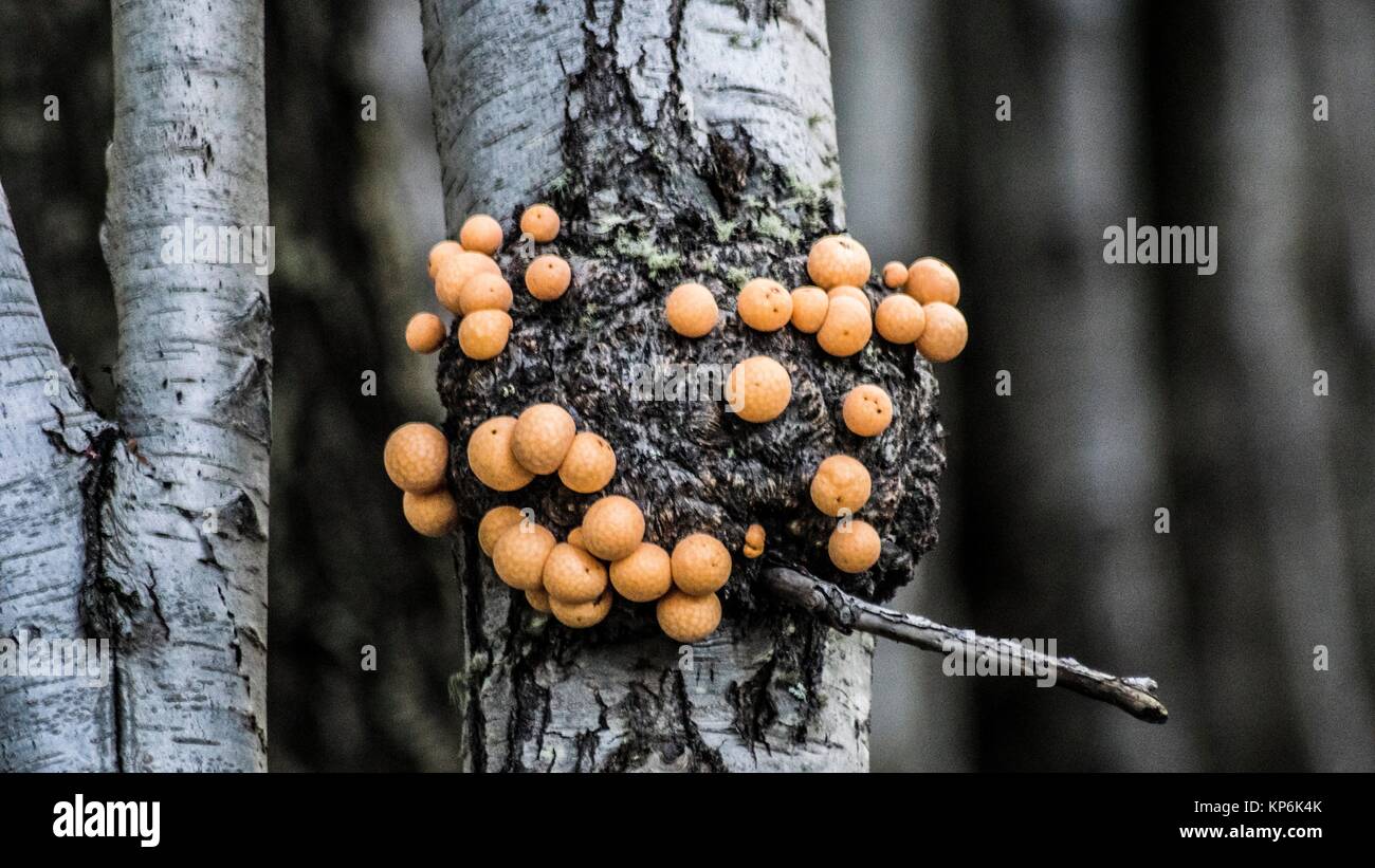 Indian fungus hi-res stock photography and images - Alamy