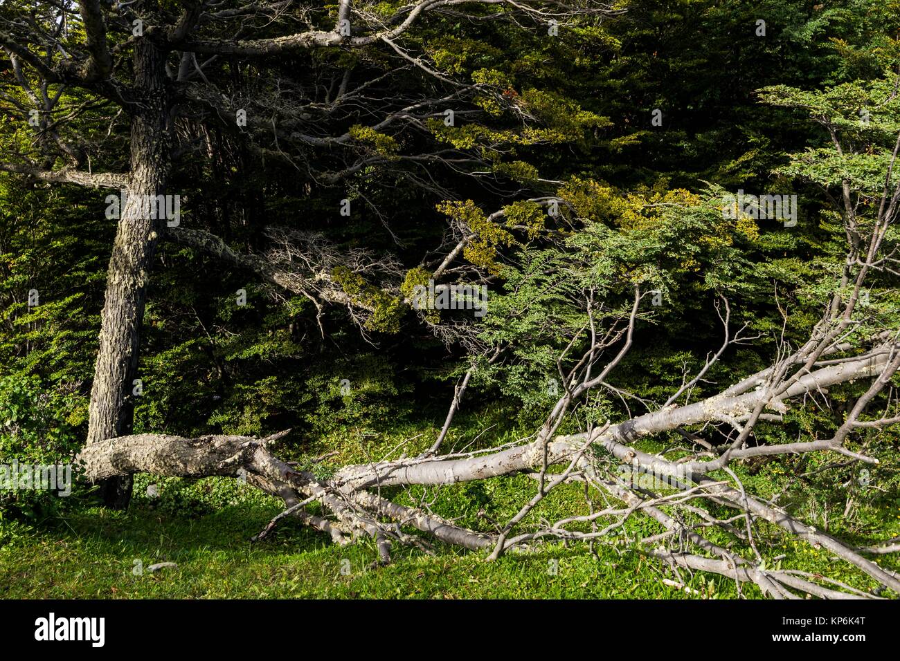 Subpolar hi-res stock photography and images - Alamy