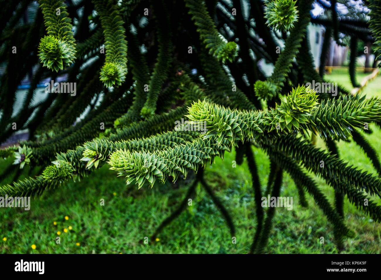 Chilean pine araucaria araucana hi-res stock photography and images - Alamy